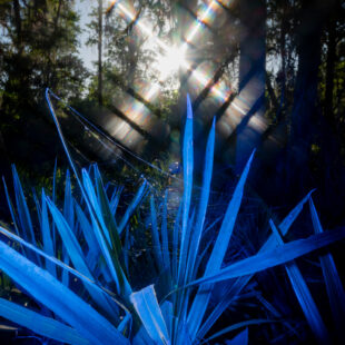 Trembling Earth – David Walter Banks Photography