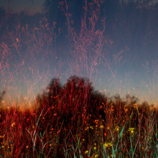 Trembling Earth – David Walter Banks Photography